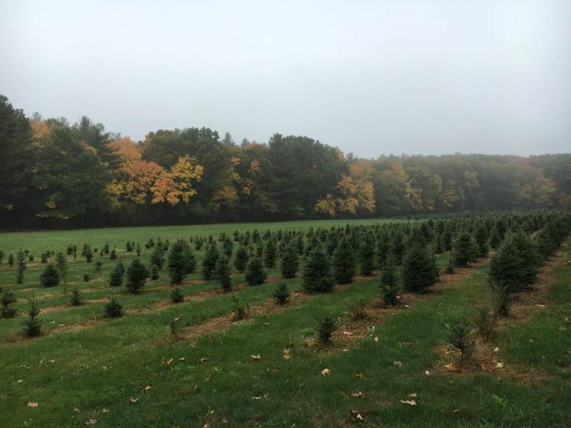 Deer Field Tree Farm