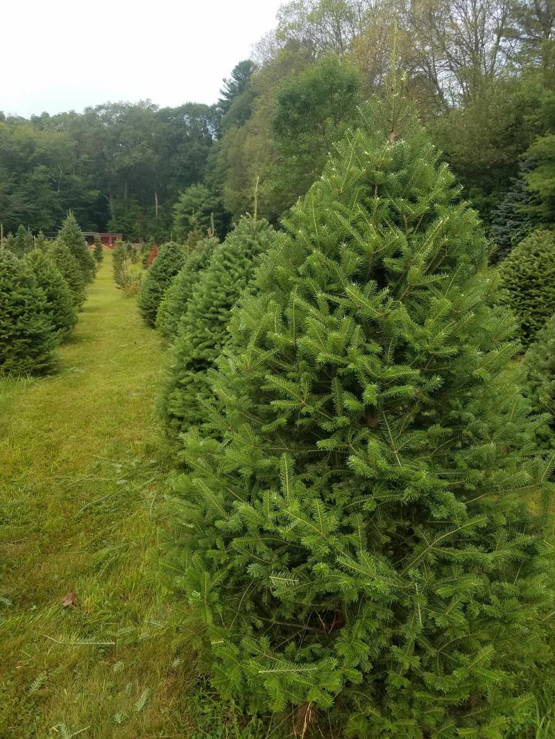 Deer Field Tree Farm