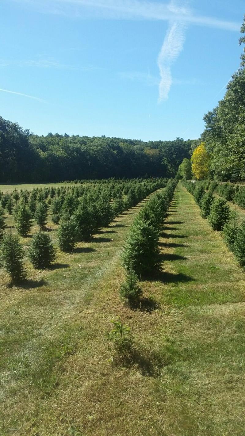 Deer Field Tree Farm